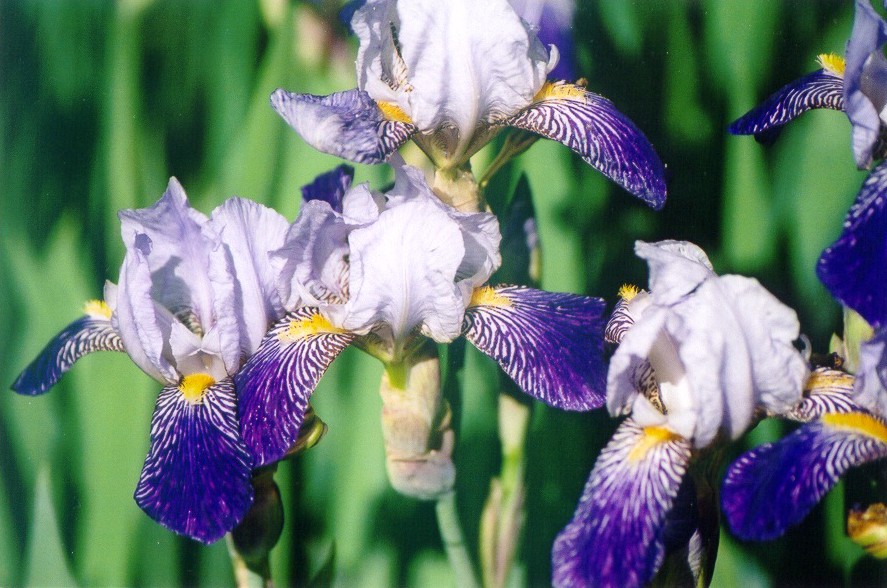 Iiris1.jpg