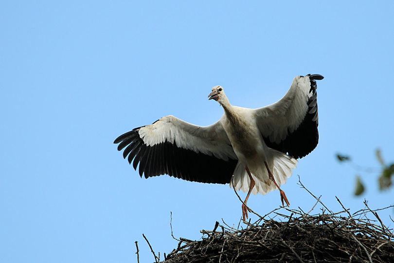Valge-toonekurg - noorlind õpib lendama (01.08.2013)