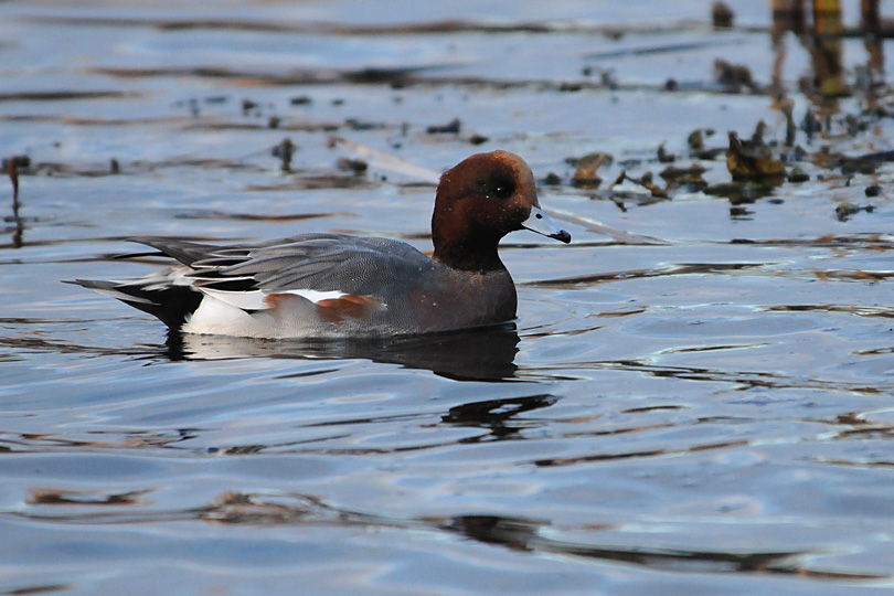 Viupart (25.10.2013)