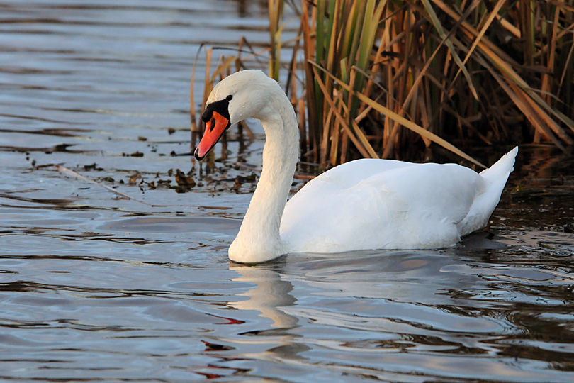 Kühmnokk-luik (25.10.2013)